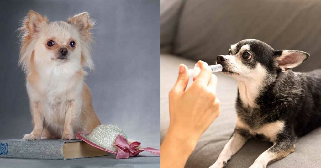Chihuahua Skin Problems - Chihuacorner.com