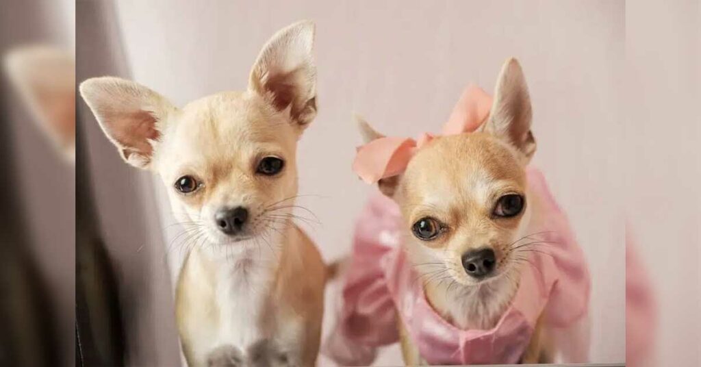 Chihuahua Skin Problems - Chihuacorner.com