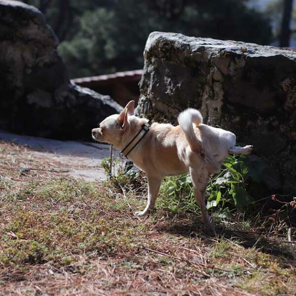 Chihuahua Skin Problems - Chihuacorner.com