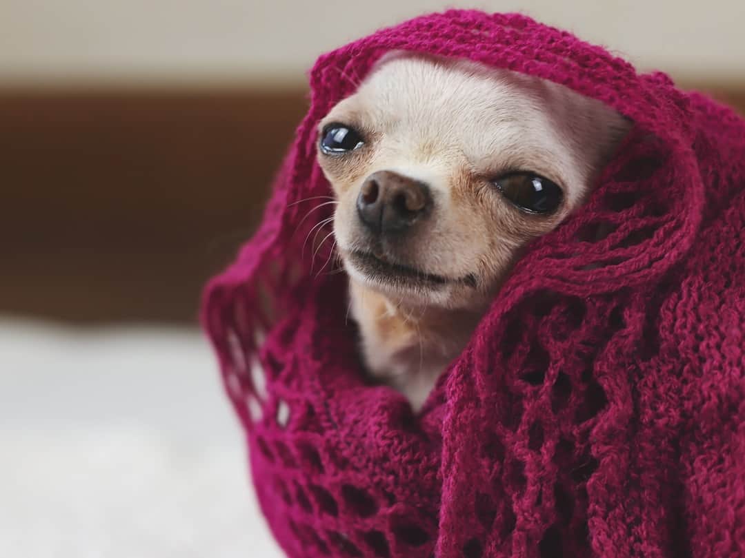 What is a Molera or ‘Soft Spot’ in Chihuahuas?