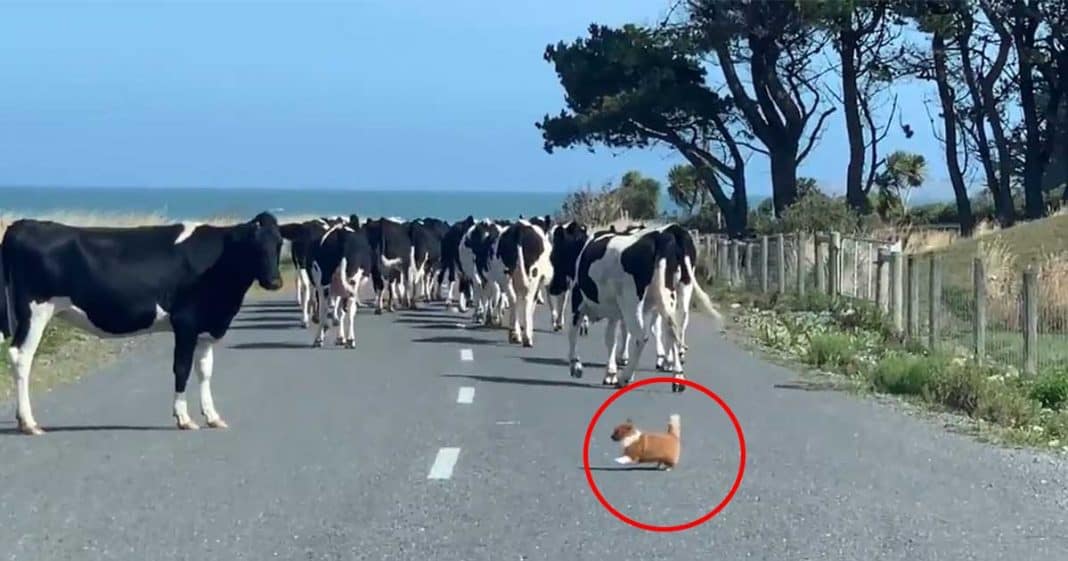 Senior Chihuahua's Heartwarming Couch Cuddles with Owner