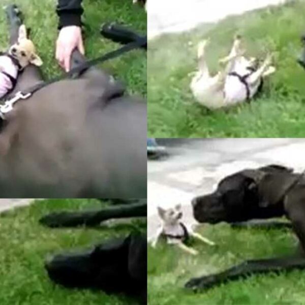 Chihuahua Skin Problems - Chihuacorner.com