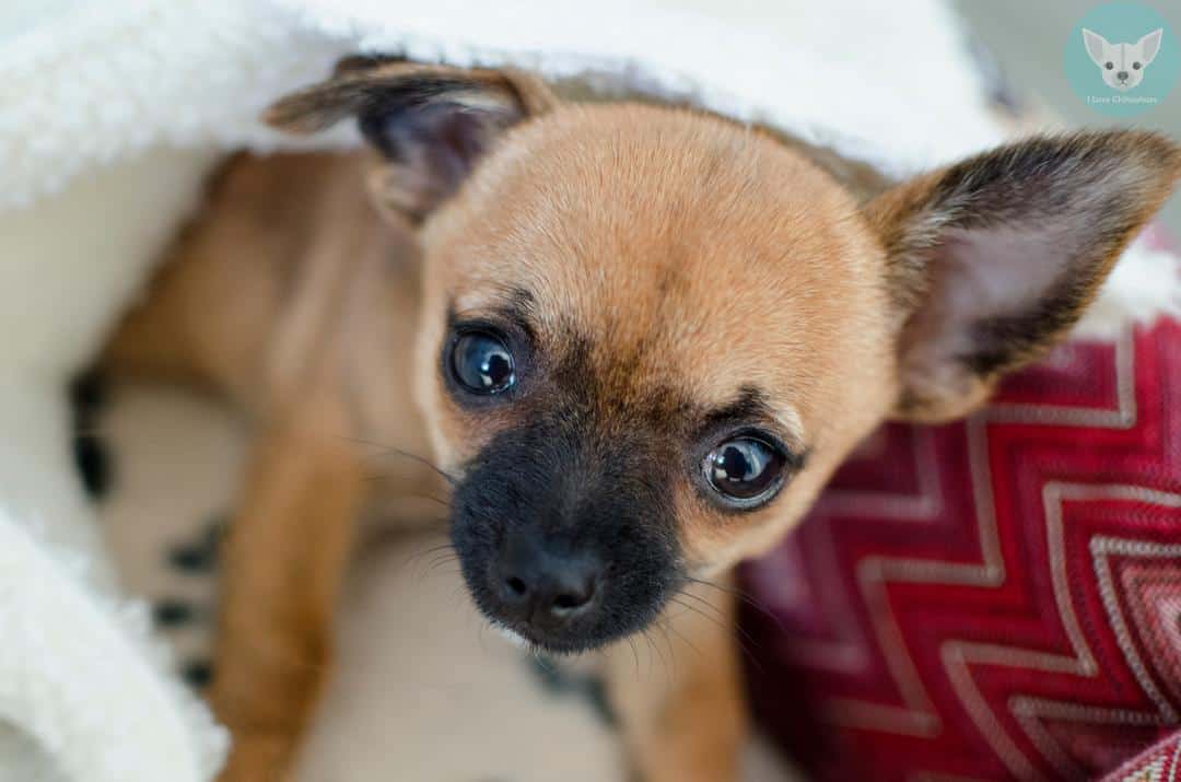 15 Signs You’re A Crazy Chihuahua Person… and Proud To Be!