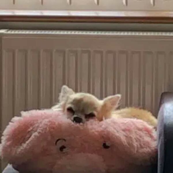 Chihuahua Skin Problems - Chihuacorner.com