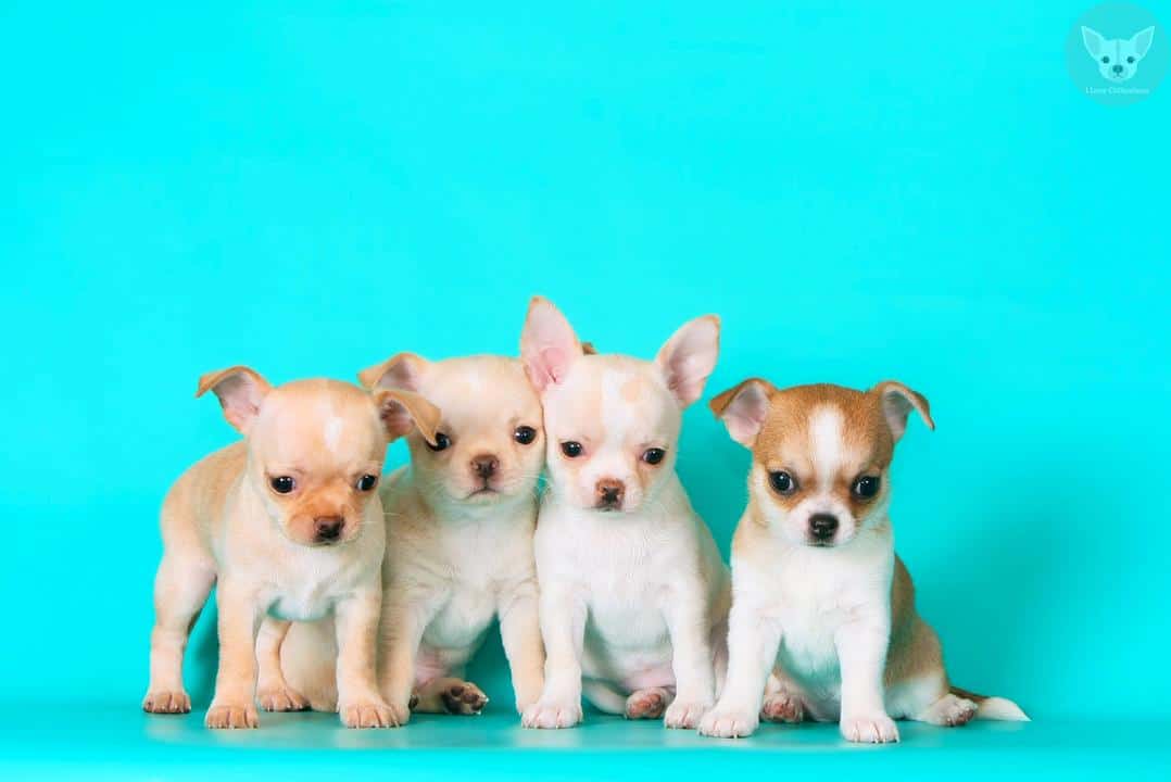15 Signs You’re A Crazy Chihuahua Person… and Proud To Be!