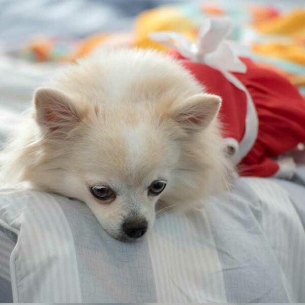 Chihuahua Skin Problems - Chihuacorner.com