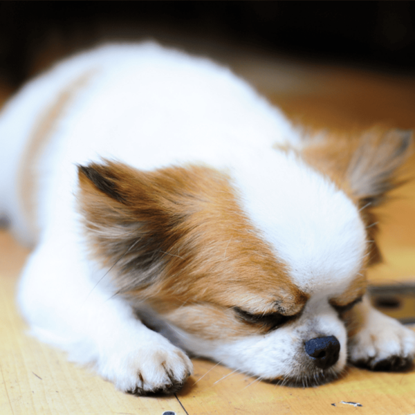 Chihuahua Skin Problems - Chihuacorner.com