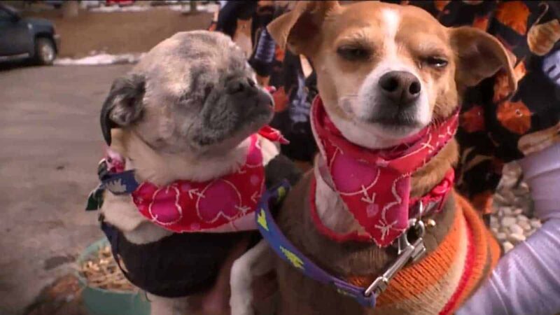 Blind Pug and his Chihuahua BFF Seer face their own challenges ...