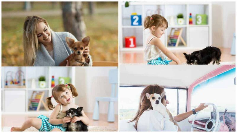 Chihuahua Skin Problems - Chihuacorner.com