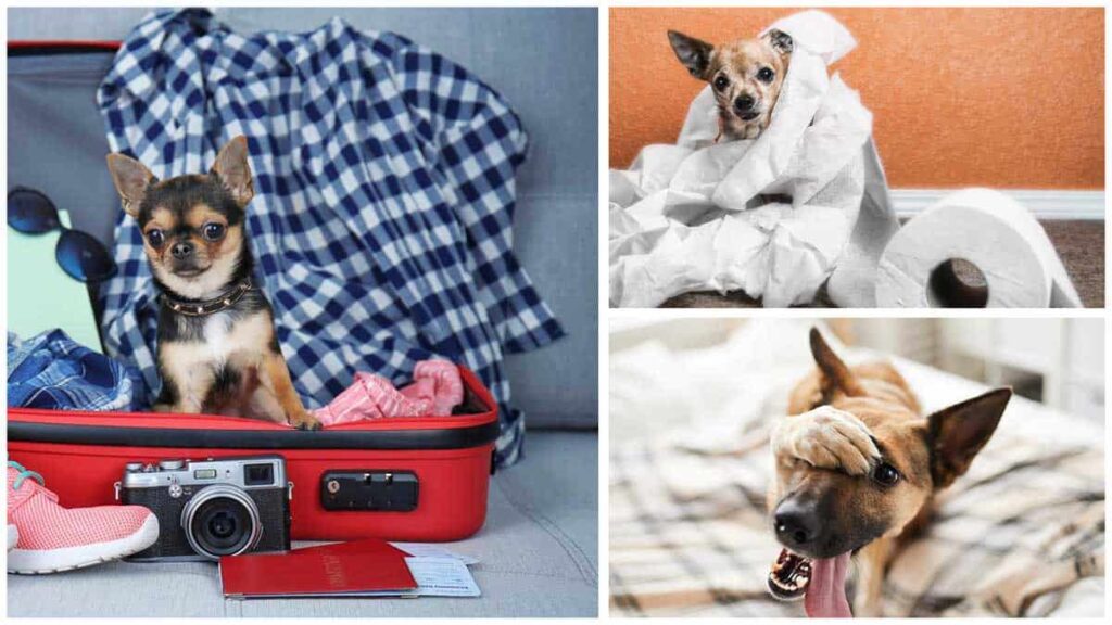 Chihuahua Skin Problems - Chihuacorner.com