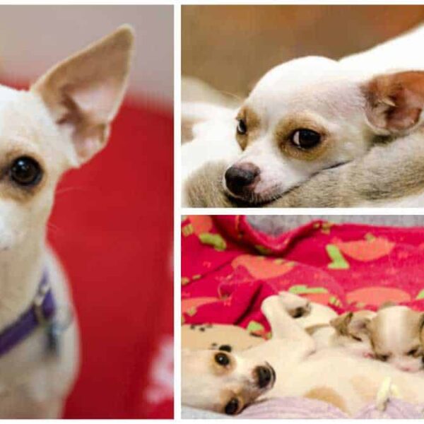 Chihuahua Skin Problems - Chihuacorner.com