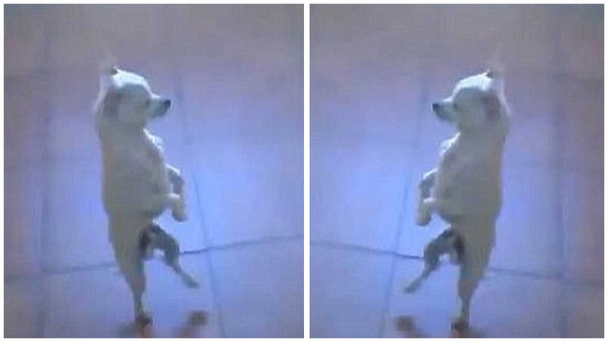 This Dancing Chihuahua Needs a Flamenco Partner