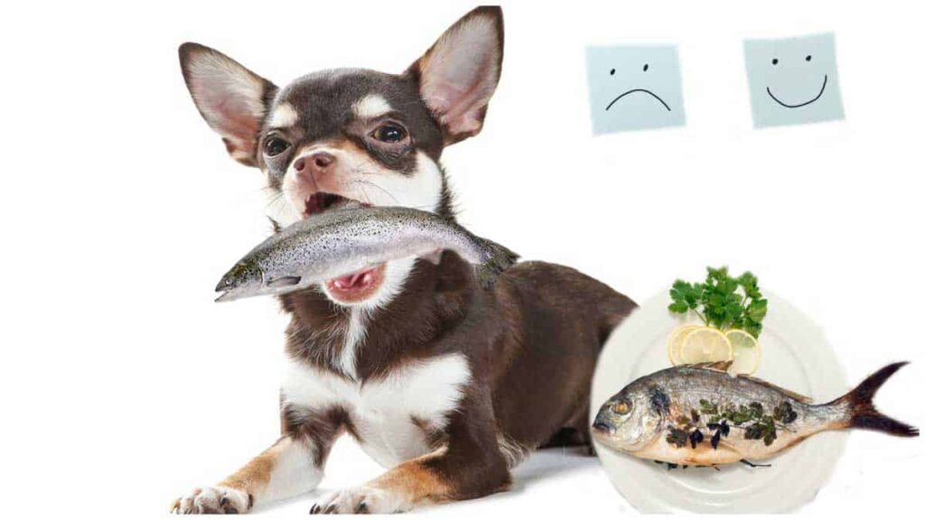 How to Cook Fish for Dogs – Five Simple Recipes for Chihuahuas ...