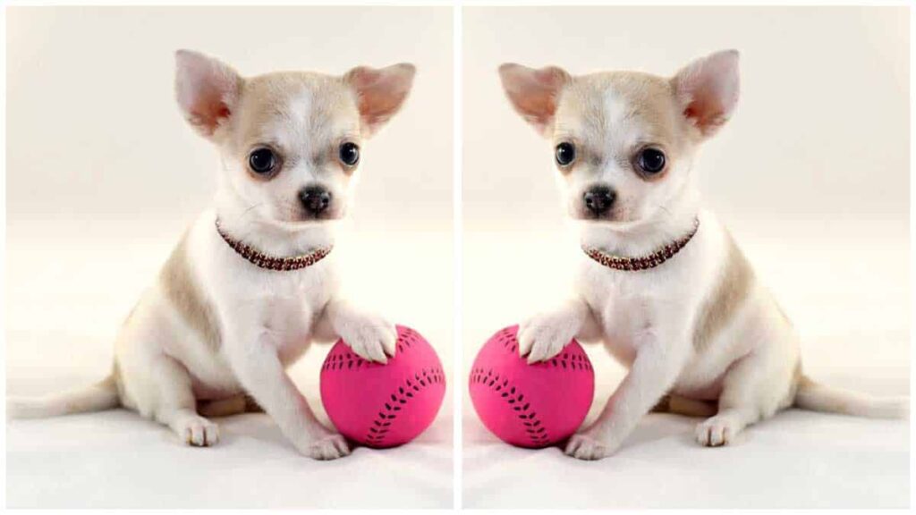 Indoor Games to Play with your Chihuahua - Chihuacorner.com