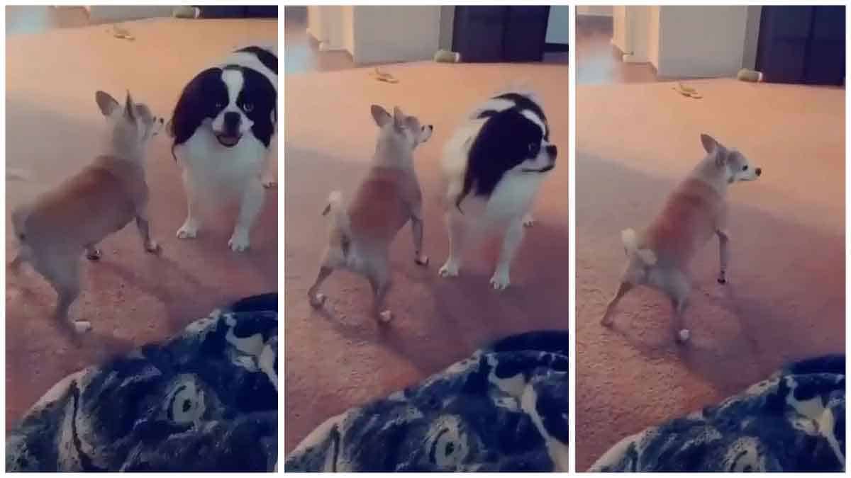 Twerking Dog