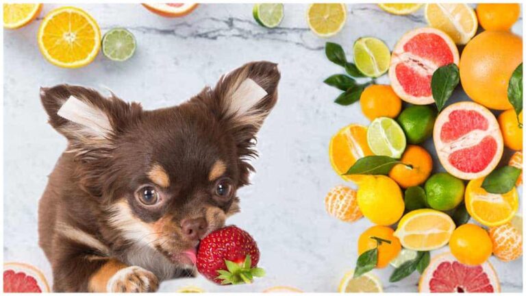 Chihuahua Skin Problems - Chihuacorner.com