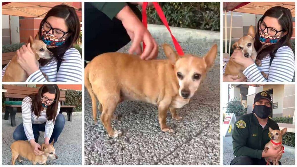 Chihuahua Skin Problems - Chihuacorner.com