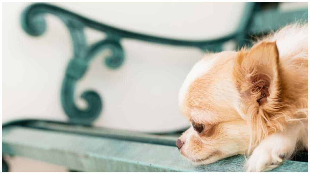 Separation Anxiety in Chihuahuas - Chihuacorner.com Separation Anxiety in Chihuahuas - Chihuacorner.com