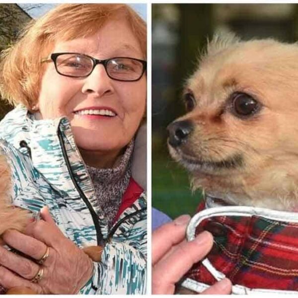 Chihuahua Skin Problems - Chihuacorner.com