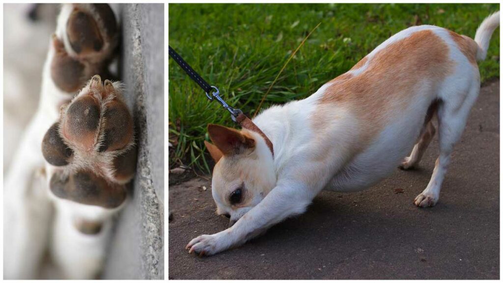 Chihuahua Skin Problems - Chihuacorner.com