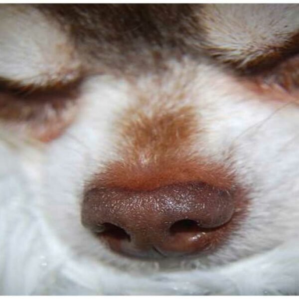 Chihuahua Skin Problems - Chihuacorner.com
