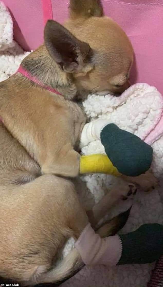 Chelsea the Chi Hurt After Getting Paws Stuck in Travelator