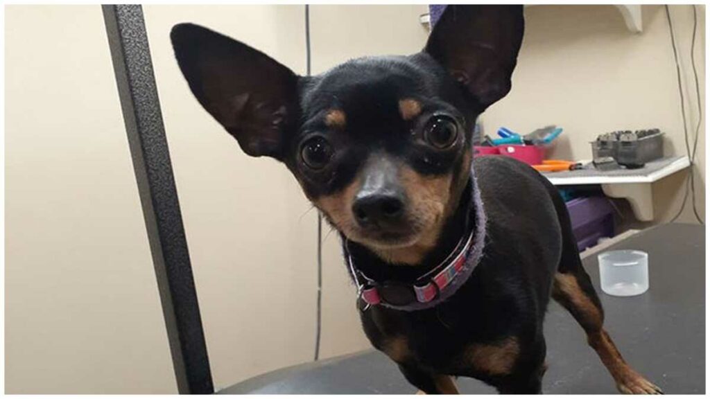 Chihuahua Skin Problems - Chihuacorner.com