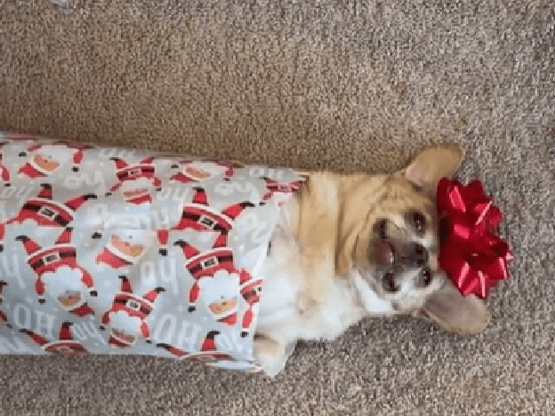 Dog gets wrapped up like a Christmas present in viral video