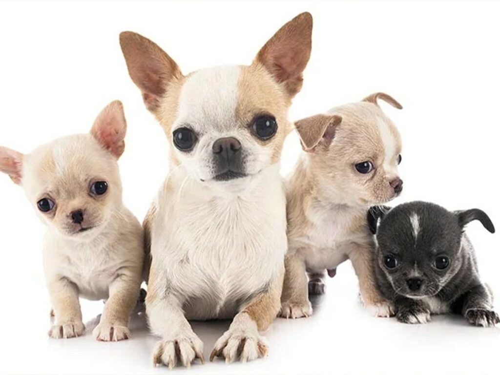 What Were Chihuahuas Originally Bred For? - Chihuacorner
