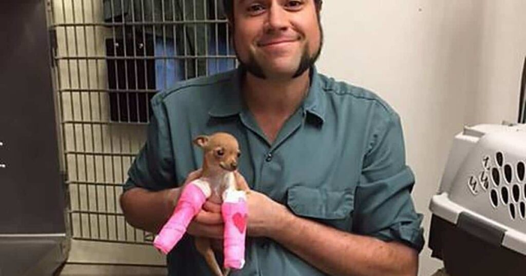 Tiny Chihuahua Goes Viral After Surviving Death Sentence