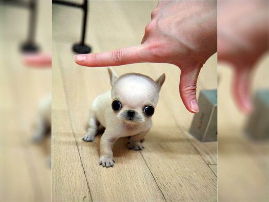 Why We Love The Micro Mini Chihuahua - Chihuacorner.com