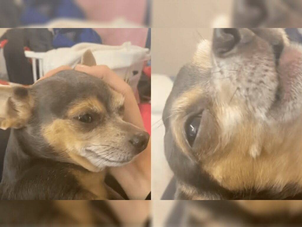 Hilarious Video of Chihuahua Faking an Injury - 2025