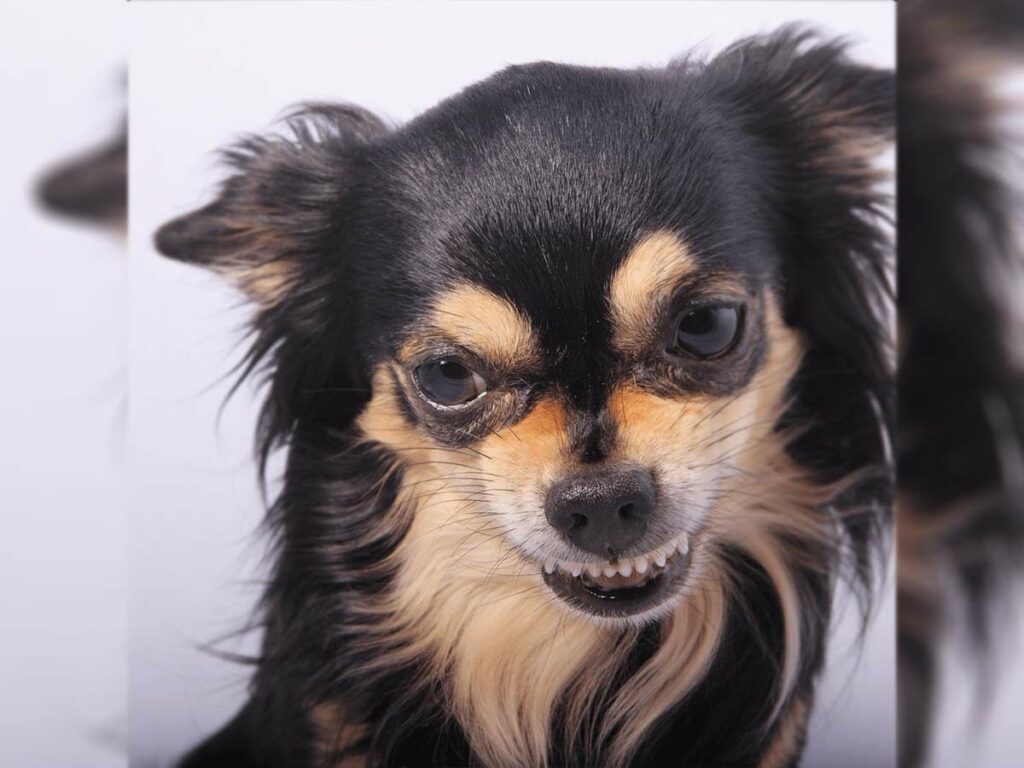 Why are Chihuahuas so Aggressive? - Chihuacorner.com