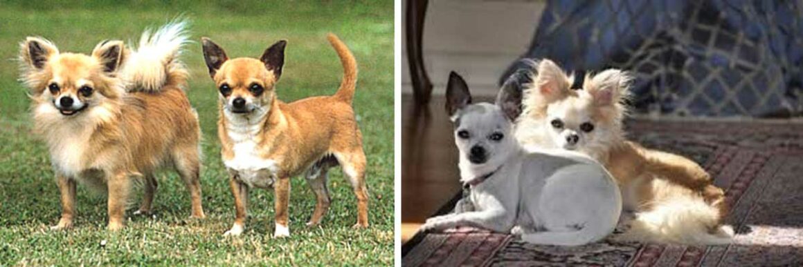 10 Low-Maintenance Small Dog Breeds